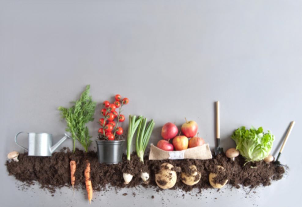 La fertilisation organique, atout majeur du jardinage à Aussillon